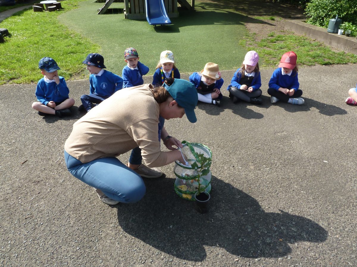 Beddington Infants' School | Butterflies in Nursery